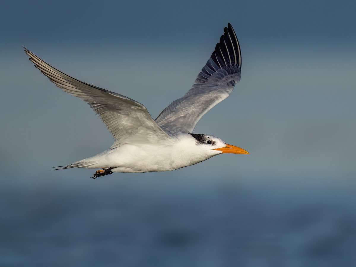 Royal Tern - Thalasseus maximus - Birds of the World