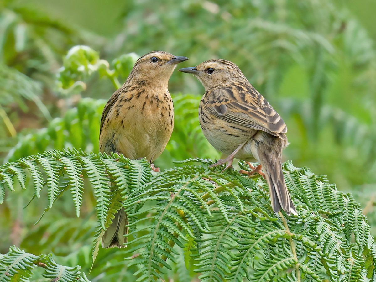Nilgiri Pipit - Anthus nilghiriensis - Birds of the World