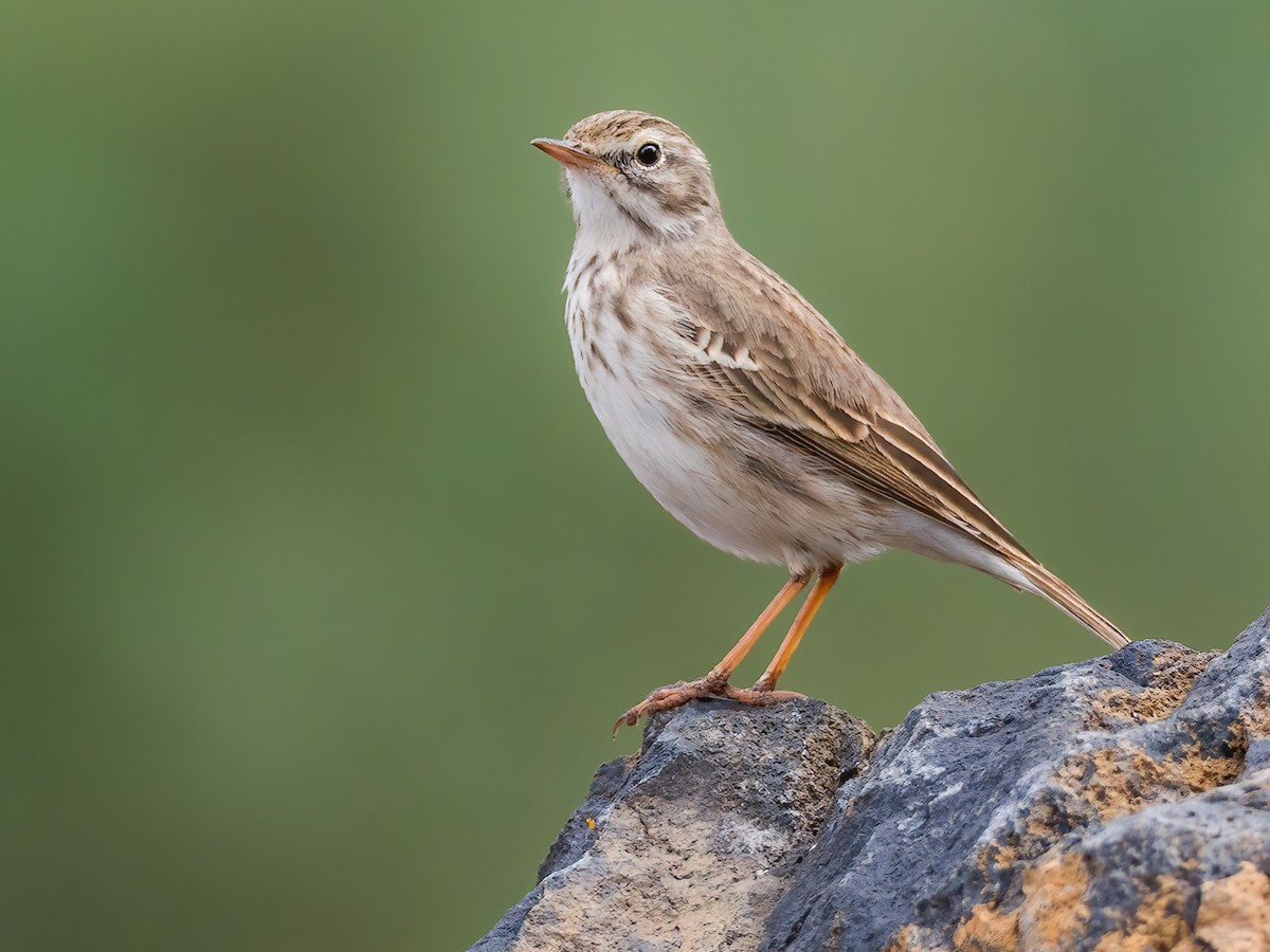 Berthelot's Pipit - Anthus berthelotii - Birds of the World