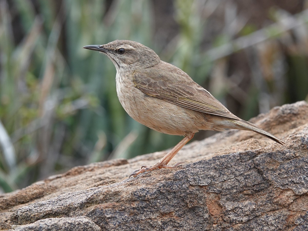 Yellow-tufted Pipit - Anthus crenatus - Birds of the World