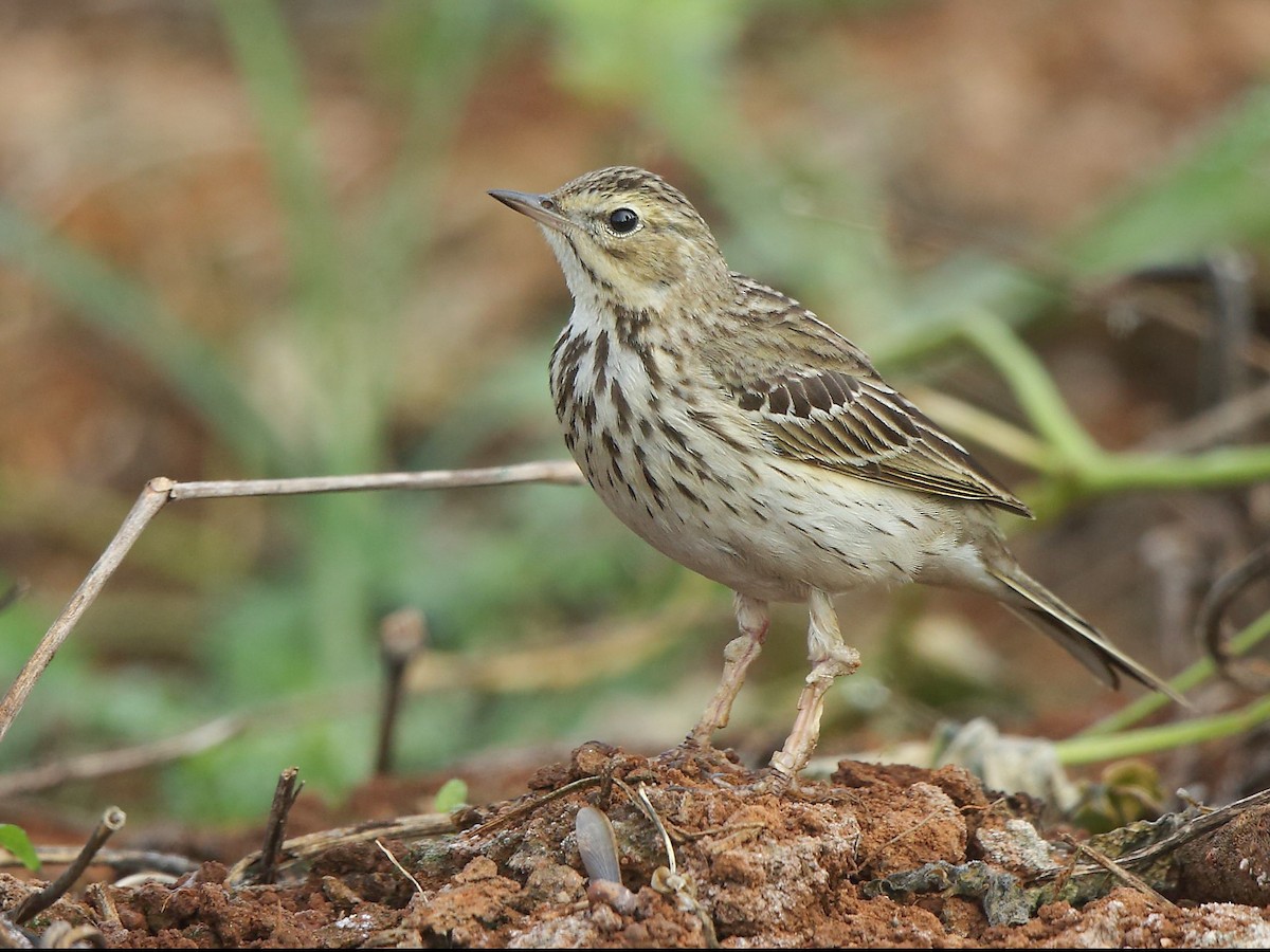 Tree Pipit - Anthus trivialis - Birds of the World