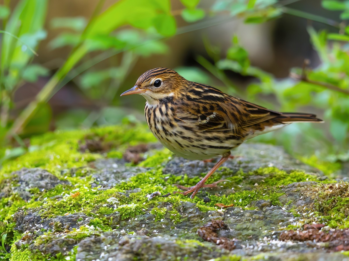 Pechora Pipit - Anthus gustavi - Birds of the World