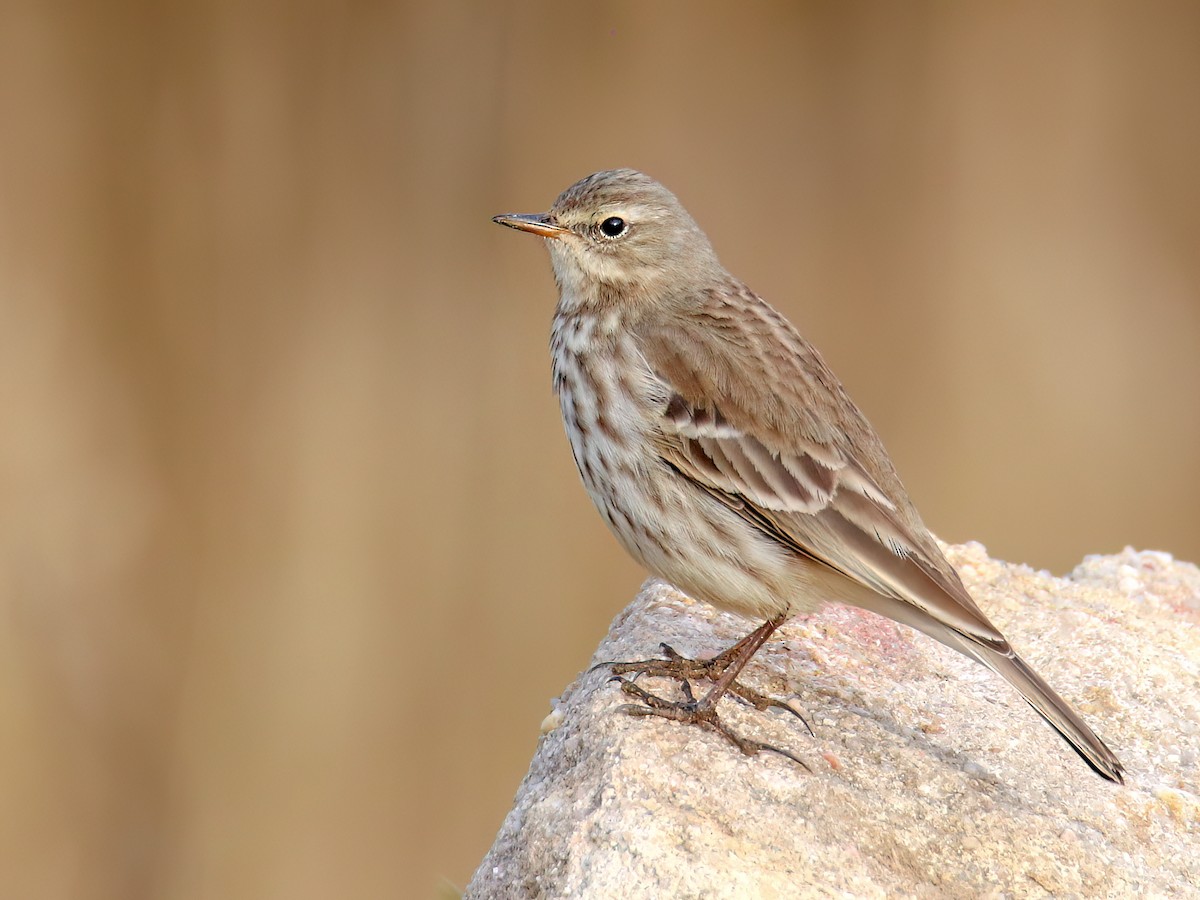 Water Pipit - Anthus spinoletta - Birds of the World
