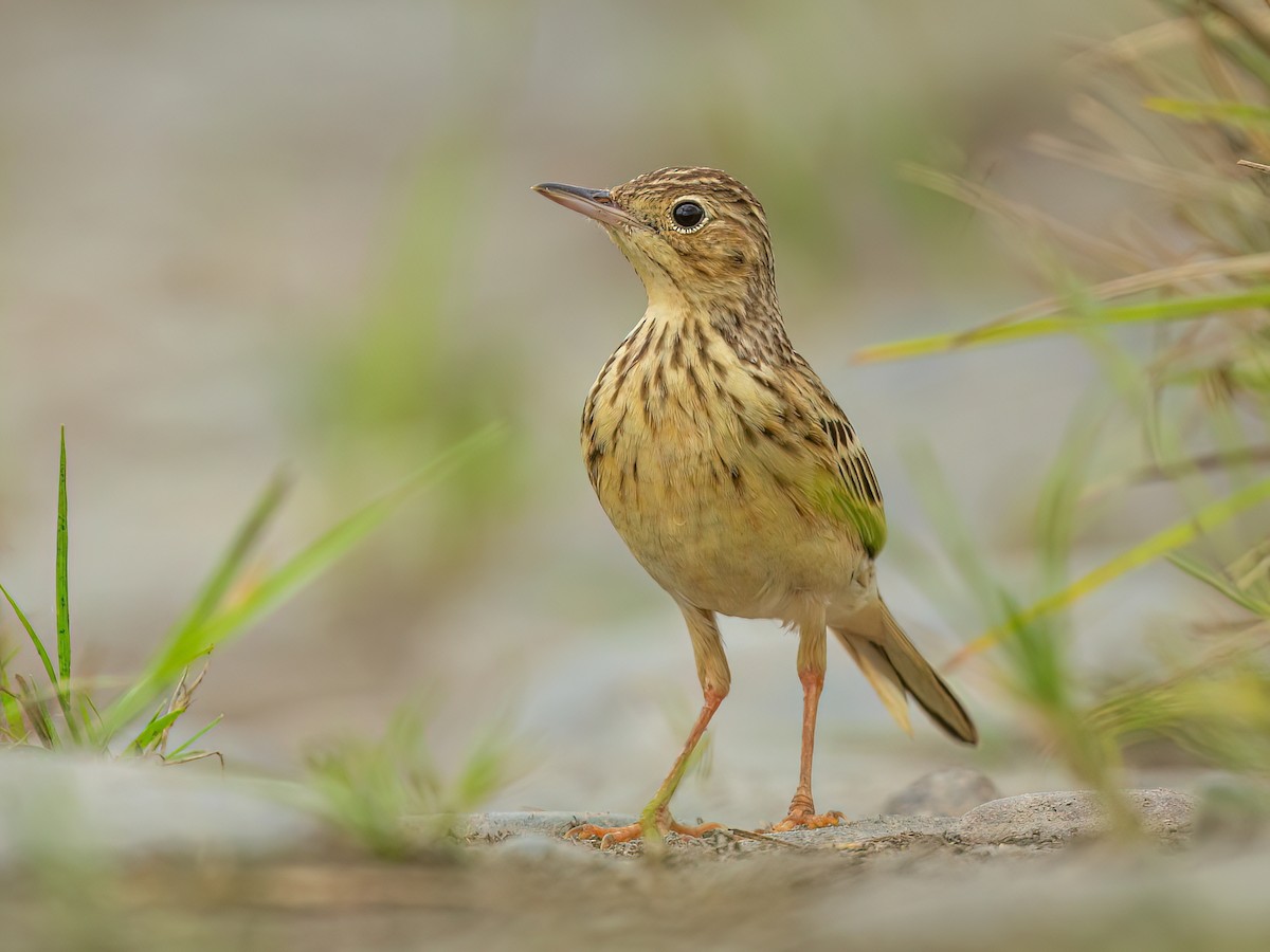 Yellowish Pipit - Anthus chii - Birds of the World
