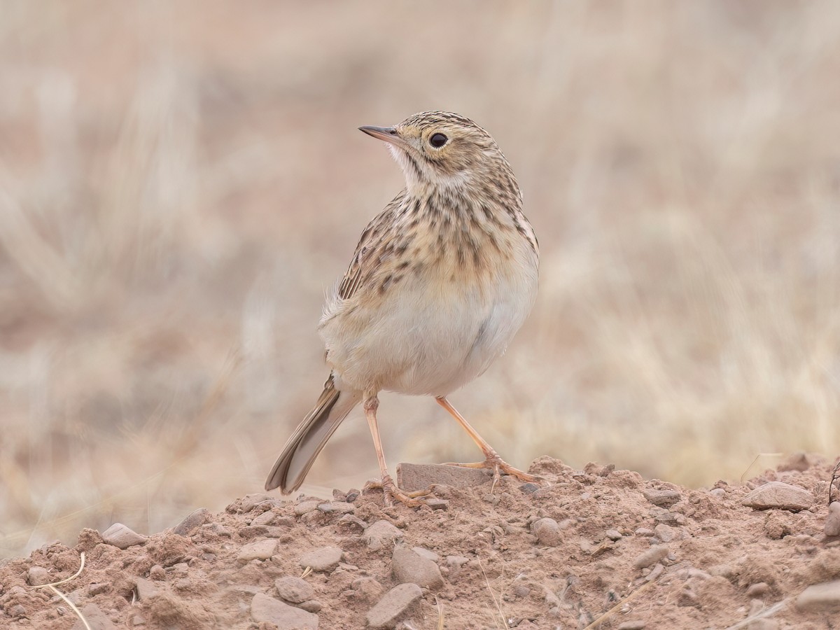 Puna Pipit - Anthus brevirostris - Birds of the World