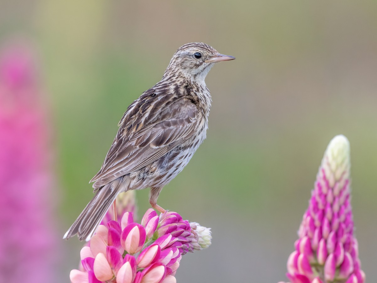 Correndera Pipit - Anthus correndera - Birds of the World