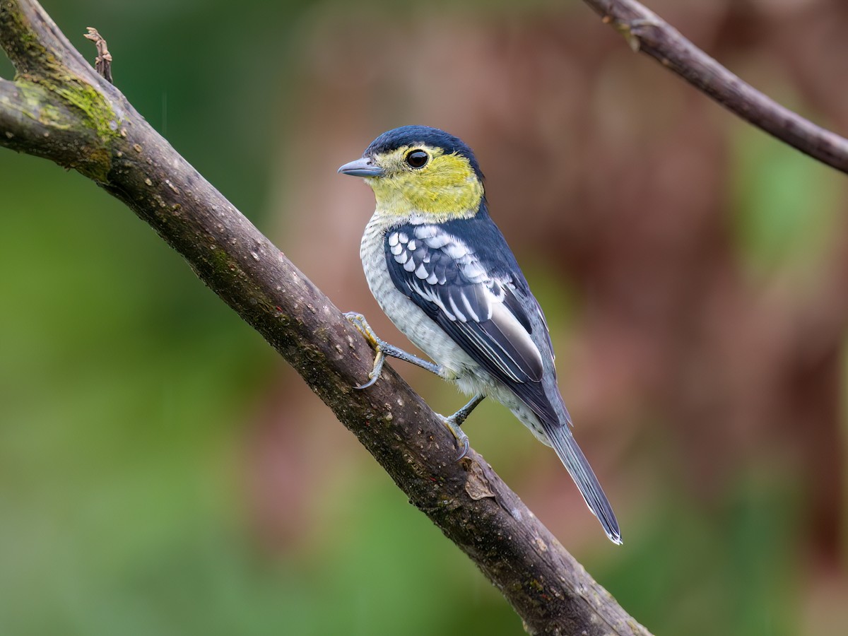 Barred Becard - Pachyramphus versicolor - Birds of the World
