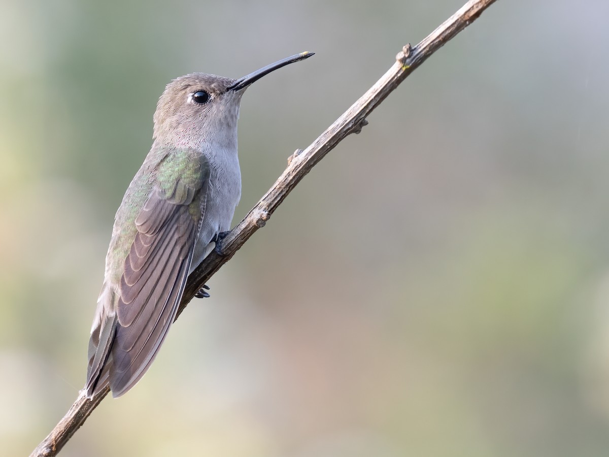 Tumbes Hummingbird - Thaumasius baeri - Birds of the World