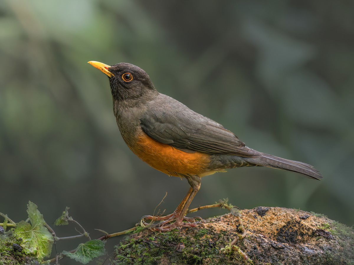 Chestnut-bellied Thrush - Turdus fulviventris - Birds of the World