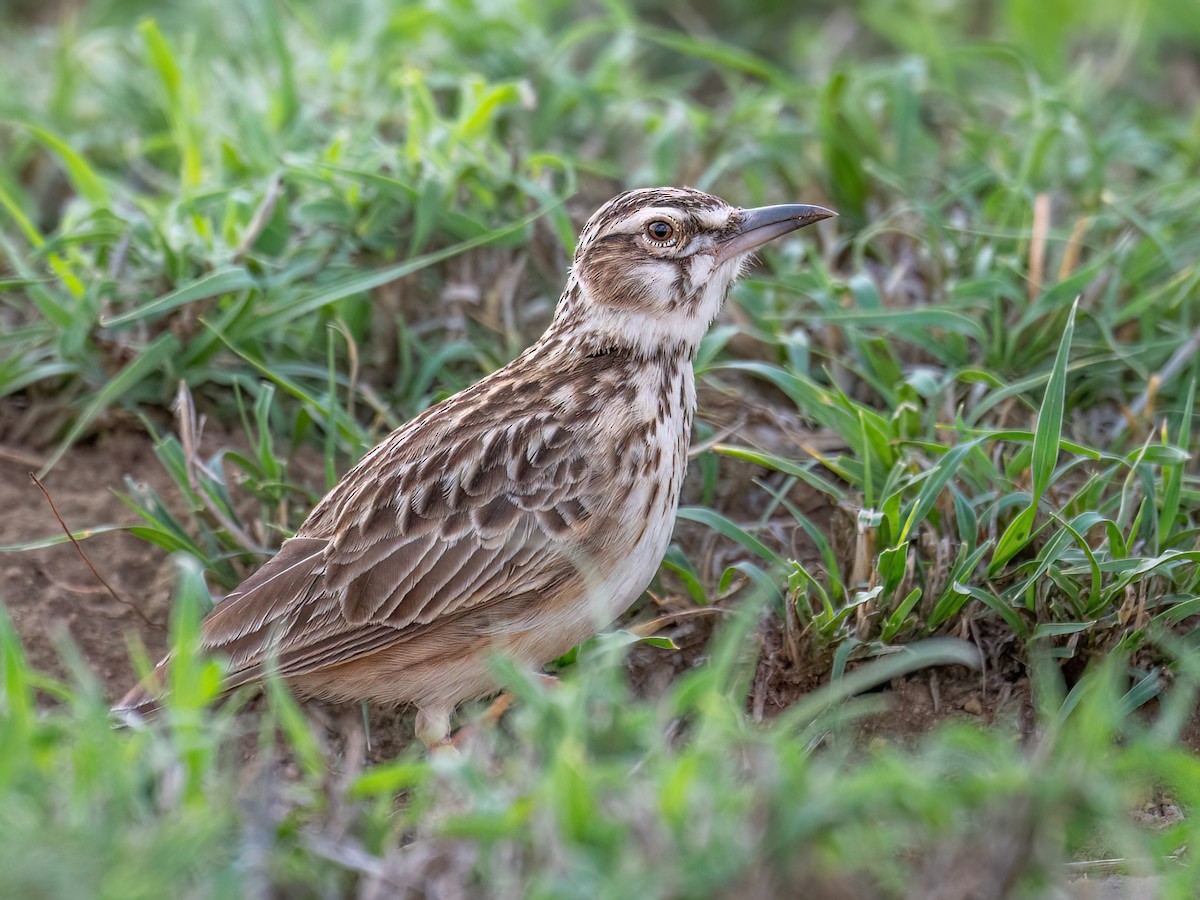 Short-tailed Lark - Spizocorys fremantlii - Birds of the World