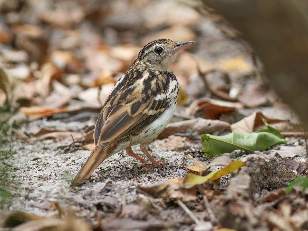 Sokoke Pipit - Anthus sokokensis - Birds of the World