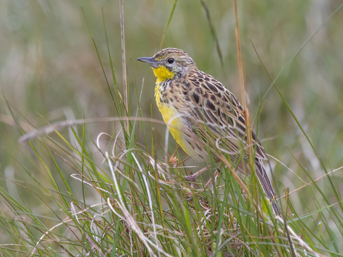 Sharpe's Longclaw - Macronyx sharpei - Birds of the World