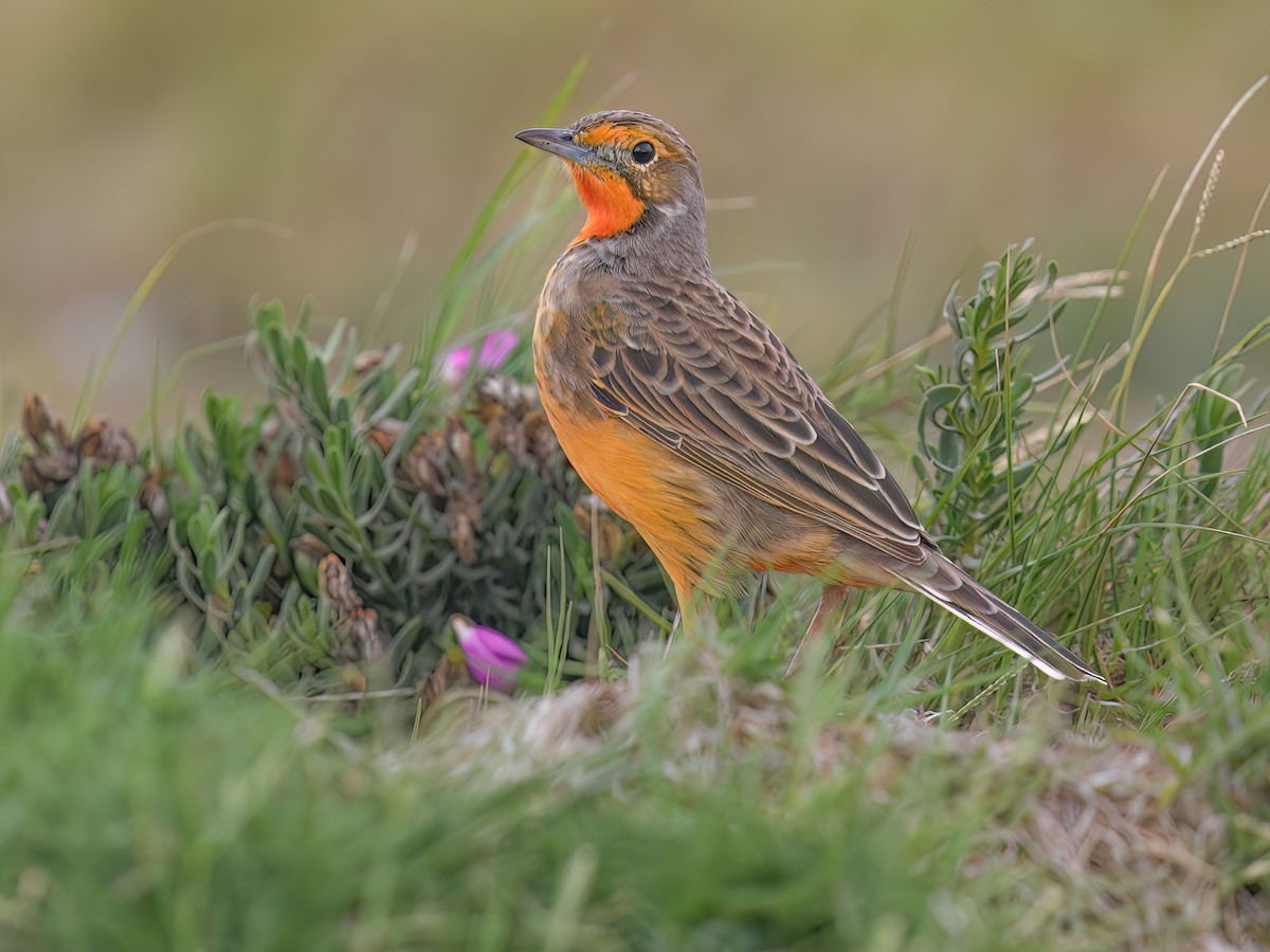Orange-throated Longclaw - Macronyx capensis - Birds of the World