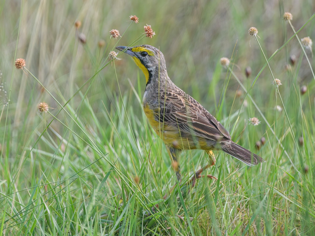 Fülleborn's Longclaw - Macronyx fuelleborni - Birds of the World