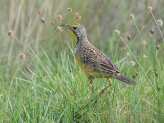 Fülleborn's Longclaw - Macronyx fuelleborni - Birds of the World