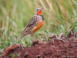 Rosy-throated Longclaw - Macronyx ameliae - Birds of the World