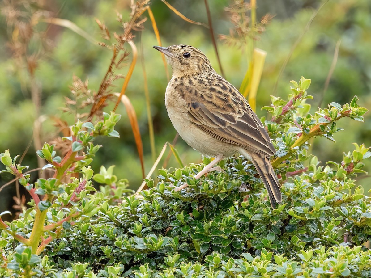 Paramo Pipit - Anthus bogotensis - Birds of the World