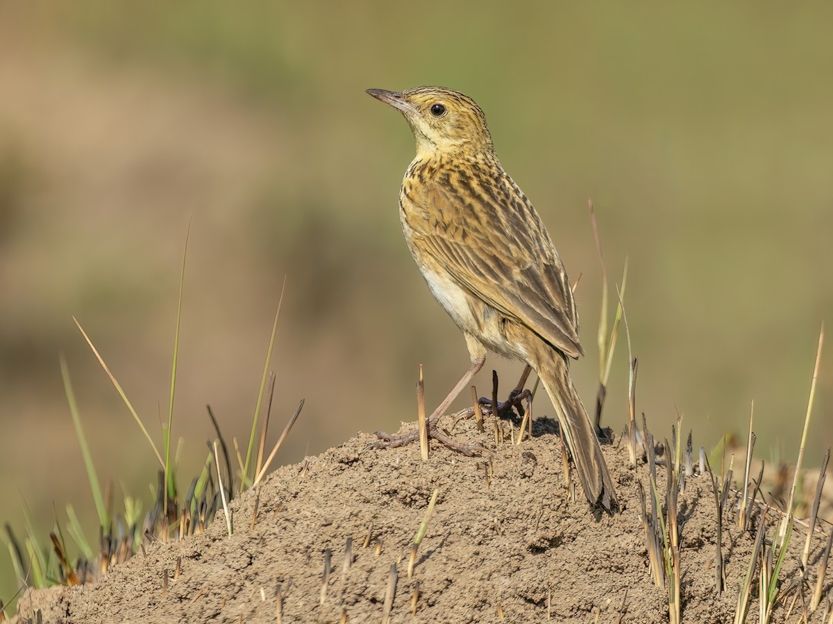 Ochre-breasted Pipit - Anthus nattereri - Birds of the World