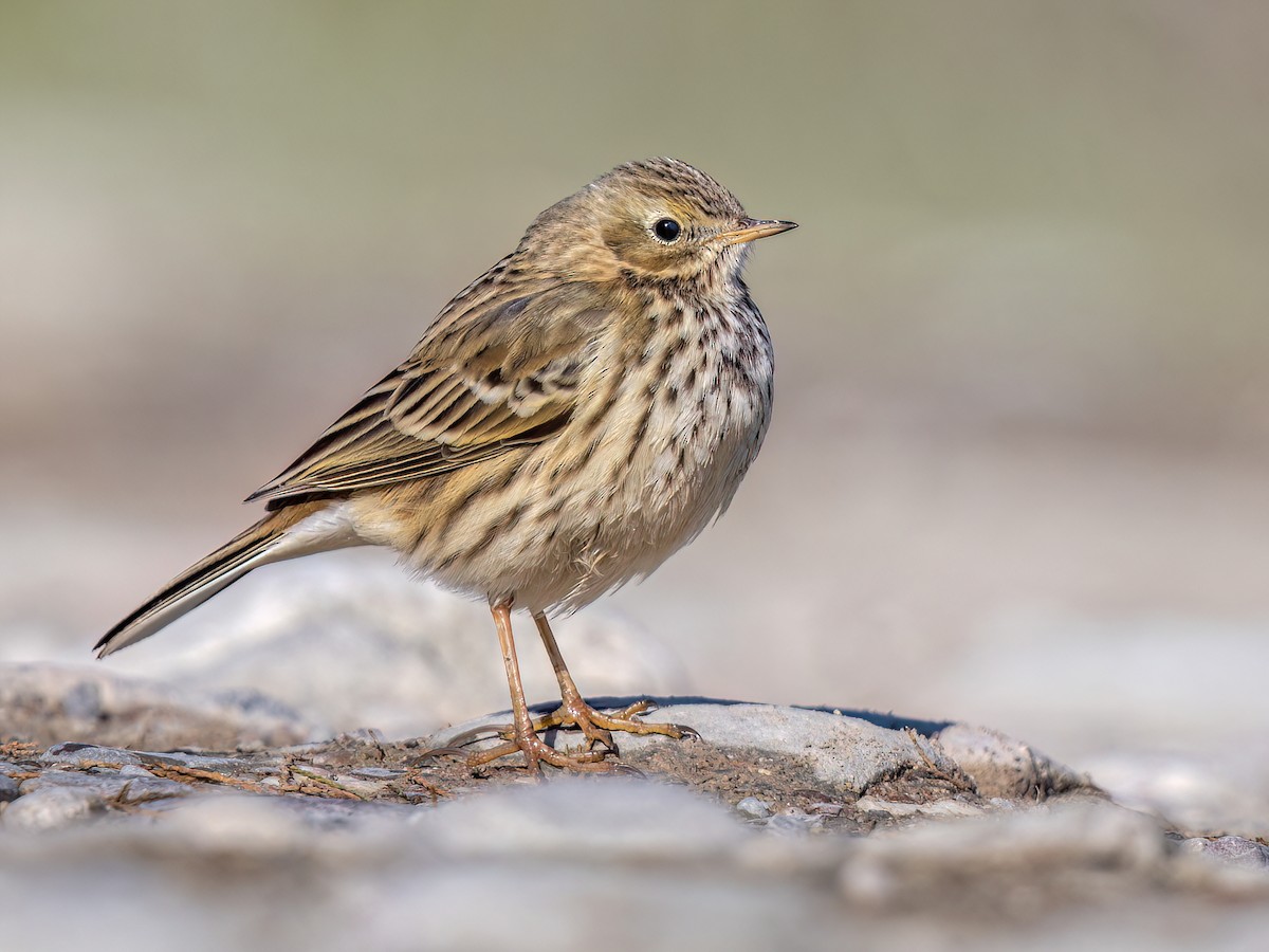Meadow Pipit - Anthus pratensis - Birds of the World