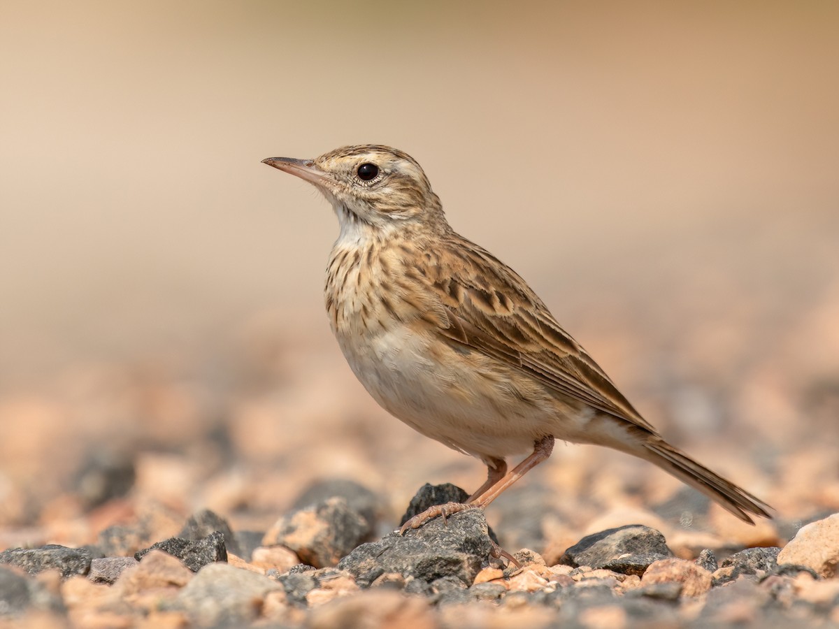 Australian Pipit - Anthus australis - Birds of the World