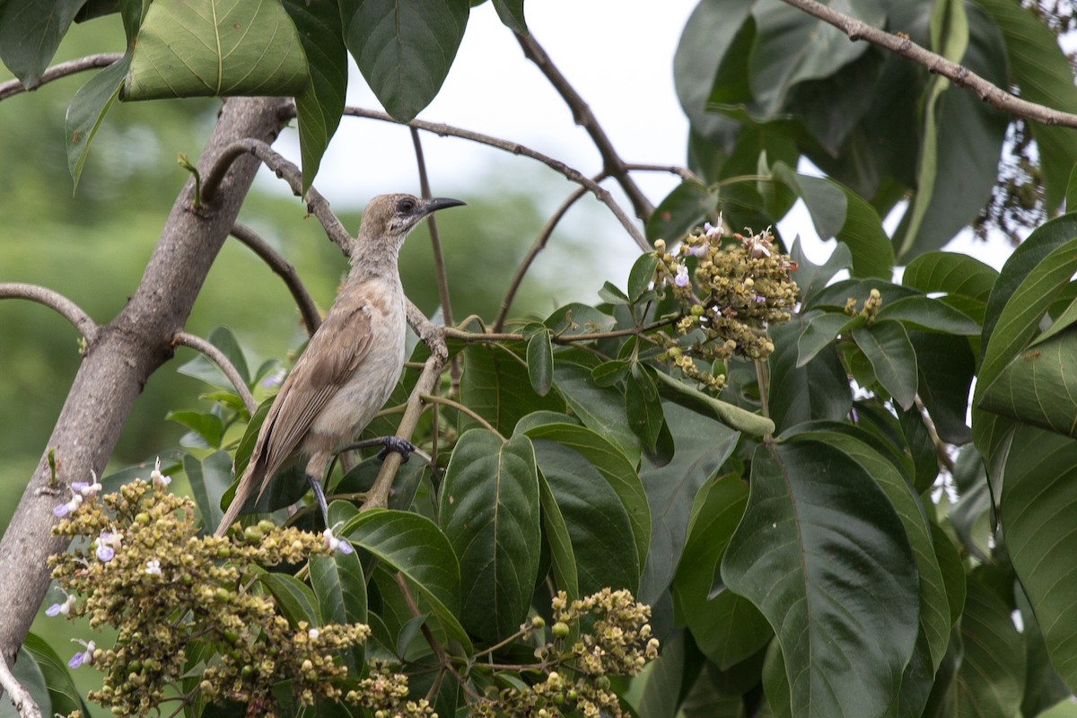 Timor Friarbird - Philemon inornatus - Birds of the World