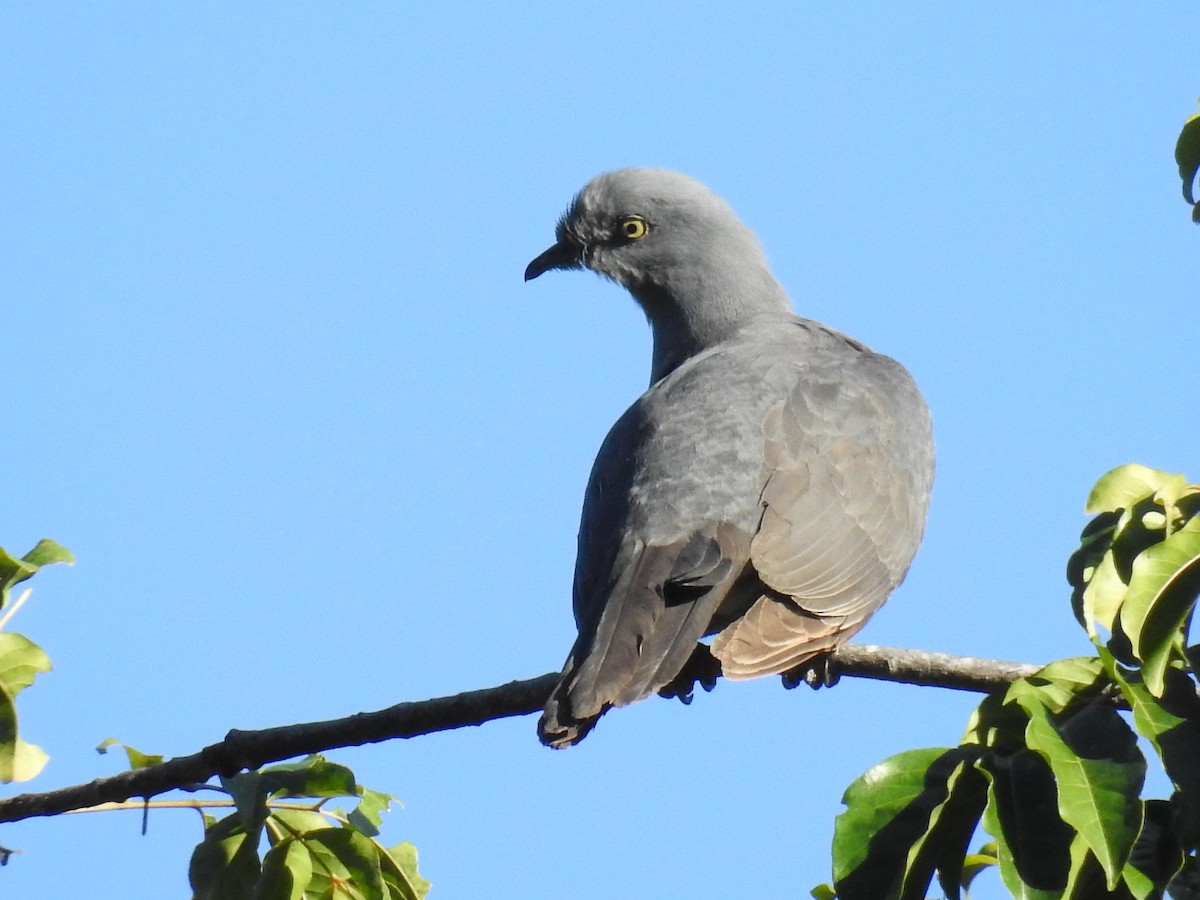 Timor Imperial-Pigeon - Ducula cineracea - Birds of the World