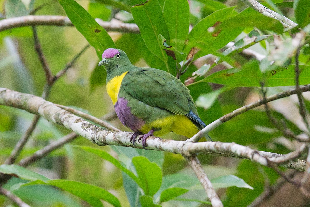 ML63363881 Yellow-bibbed Fruit-Dove Macaulay Library