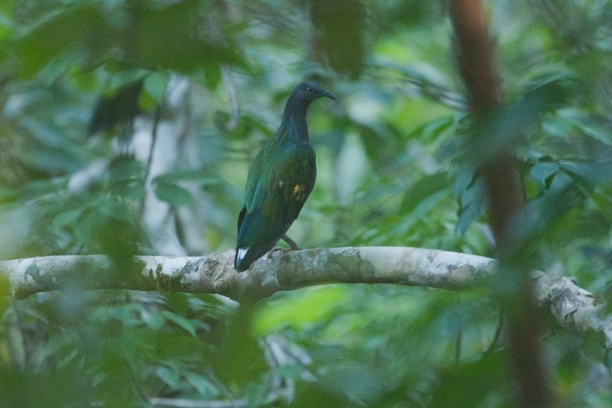 eBird Checklist - 21 Apr 2013 - Rainforest area just south of Laurengau ...