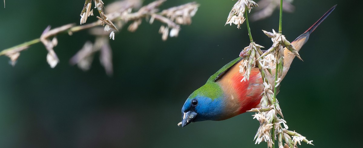 Birds of the World - Cornell Lab of Ornithology