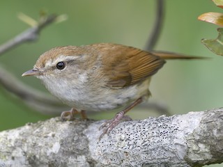 Brownish-flanked Bush Warbler - eBird