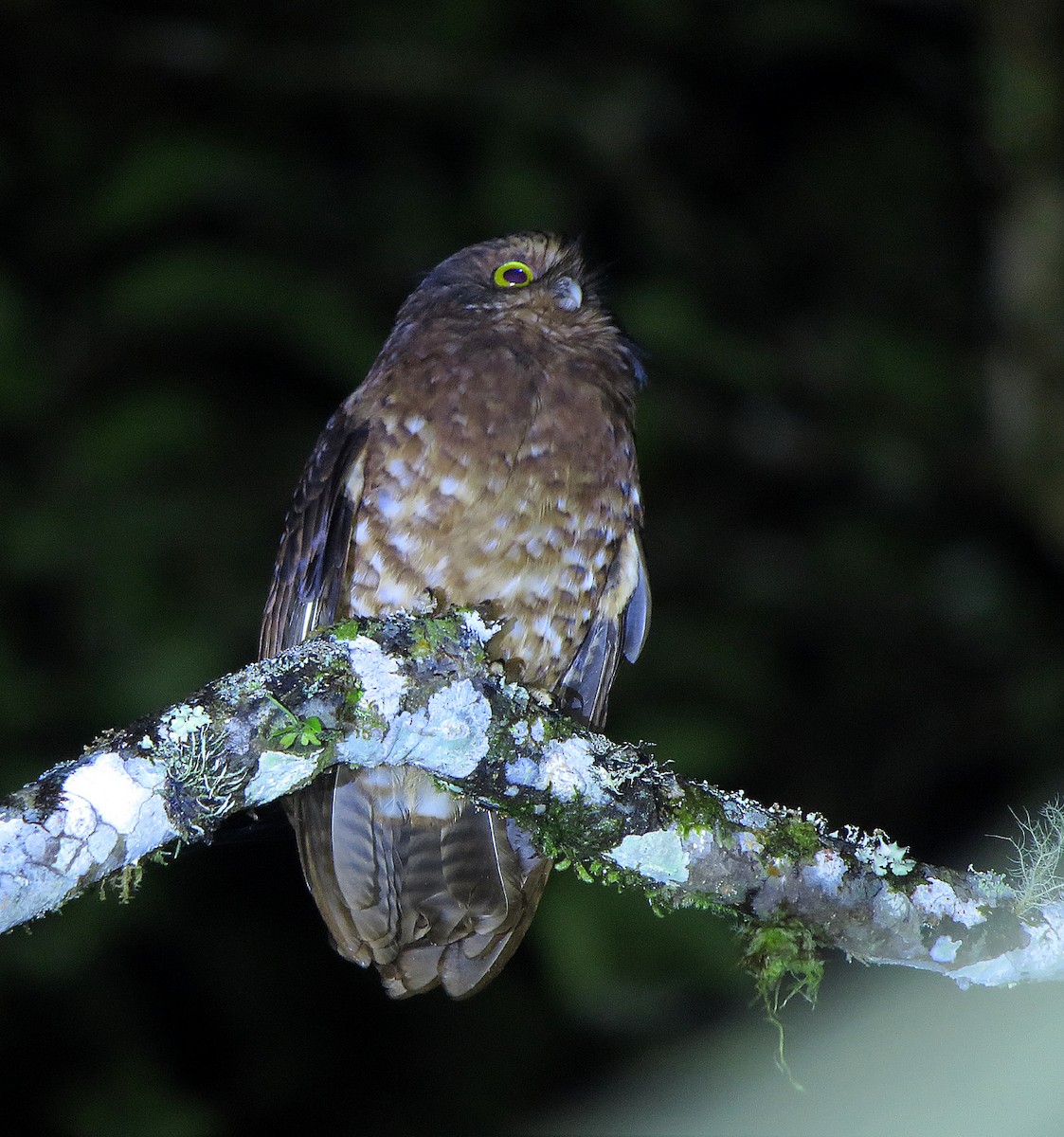Cinnabar Boobook - Ninox ios - Birds of the World