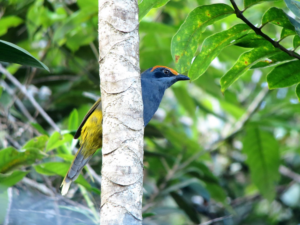 Fiery-browed Myna - Enodes erythrophris - Birds of the World