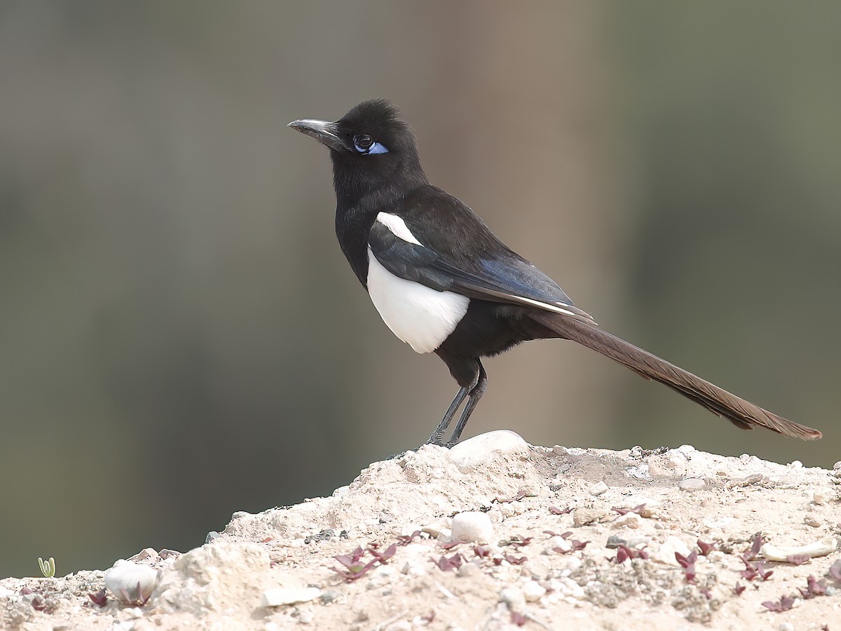 Maghreb Magpie - Pica mauritanica - Birds of the World