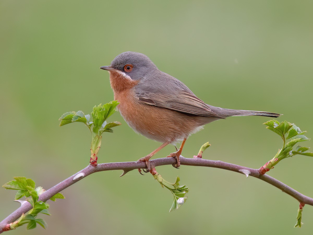 Western Subalpine Warbler - Curruca iberiae - Birds of the World