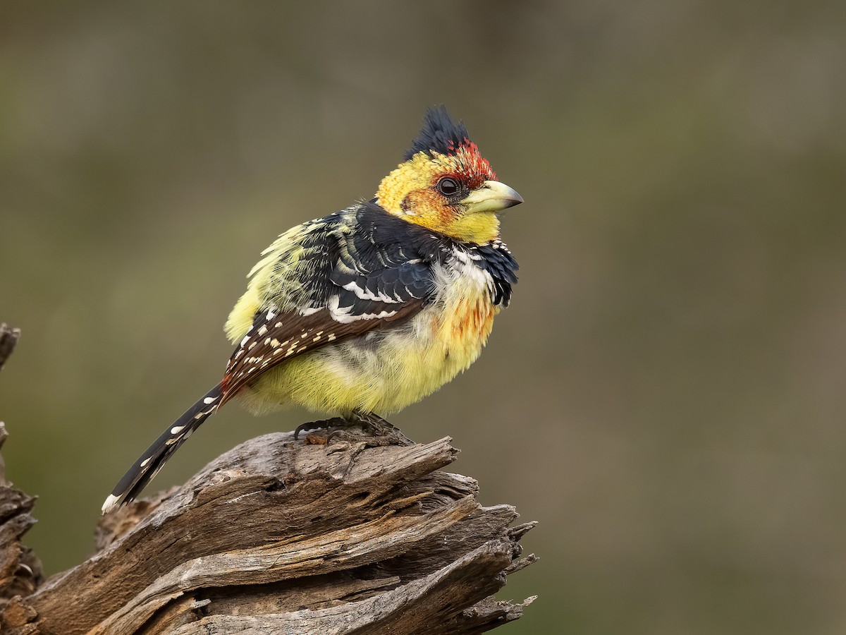 Crested Barbet - Trachyphonus vaillantii - Birds of the World
