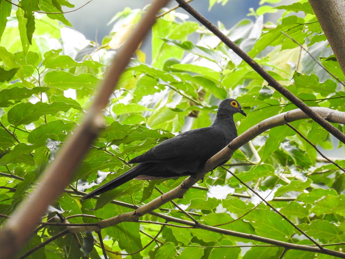 Slaty Cuckoo-Dove - Turacoena modesta - Birds of the World