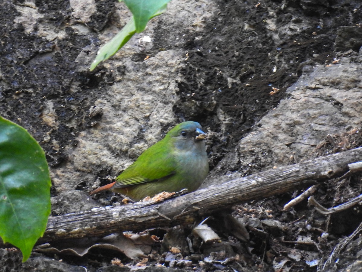 Tricolored Parrotfinch - Erythrura tricolor - Birds of the World