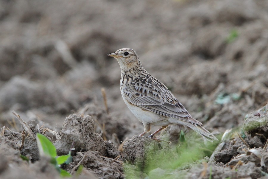 Poljska ševa [arvensis grupa] - eBird