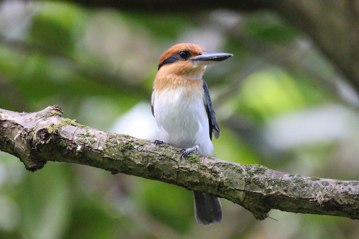 Guam Kingfisher - Todiramphus cinnamominus - Birds of the World