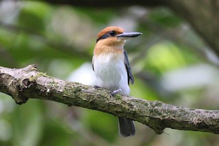 Guam Kingfisher - Todiramphus cinnamominus - Birds of the World