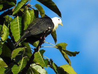 Black-backed Fruit-Dove - Ptilinopus cinctus - Birds of the World