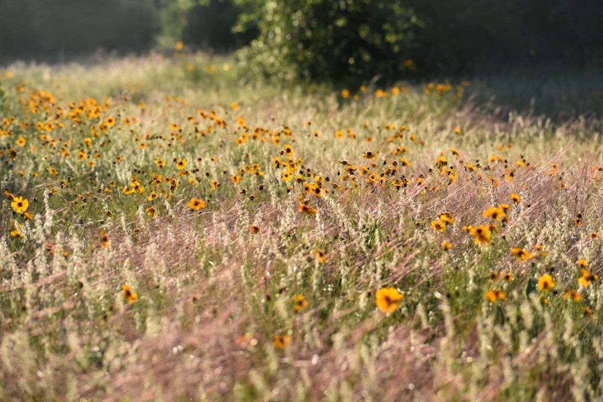eBird in Action: Using Bird Data to Improve Estimates of Wild Bee ...