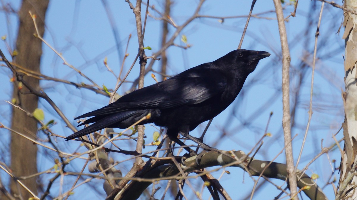 American/Fish Crow - eBird