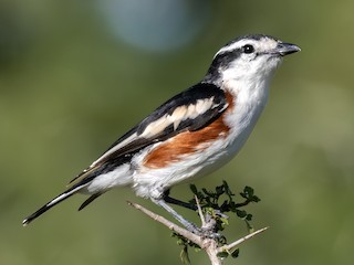 Brubru - eBird