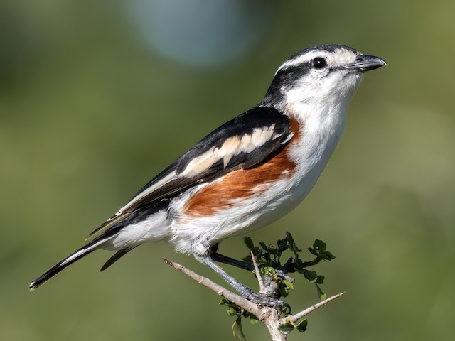 Photos - Brubru - Nilaus afer - Birds of the World
