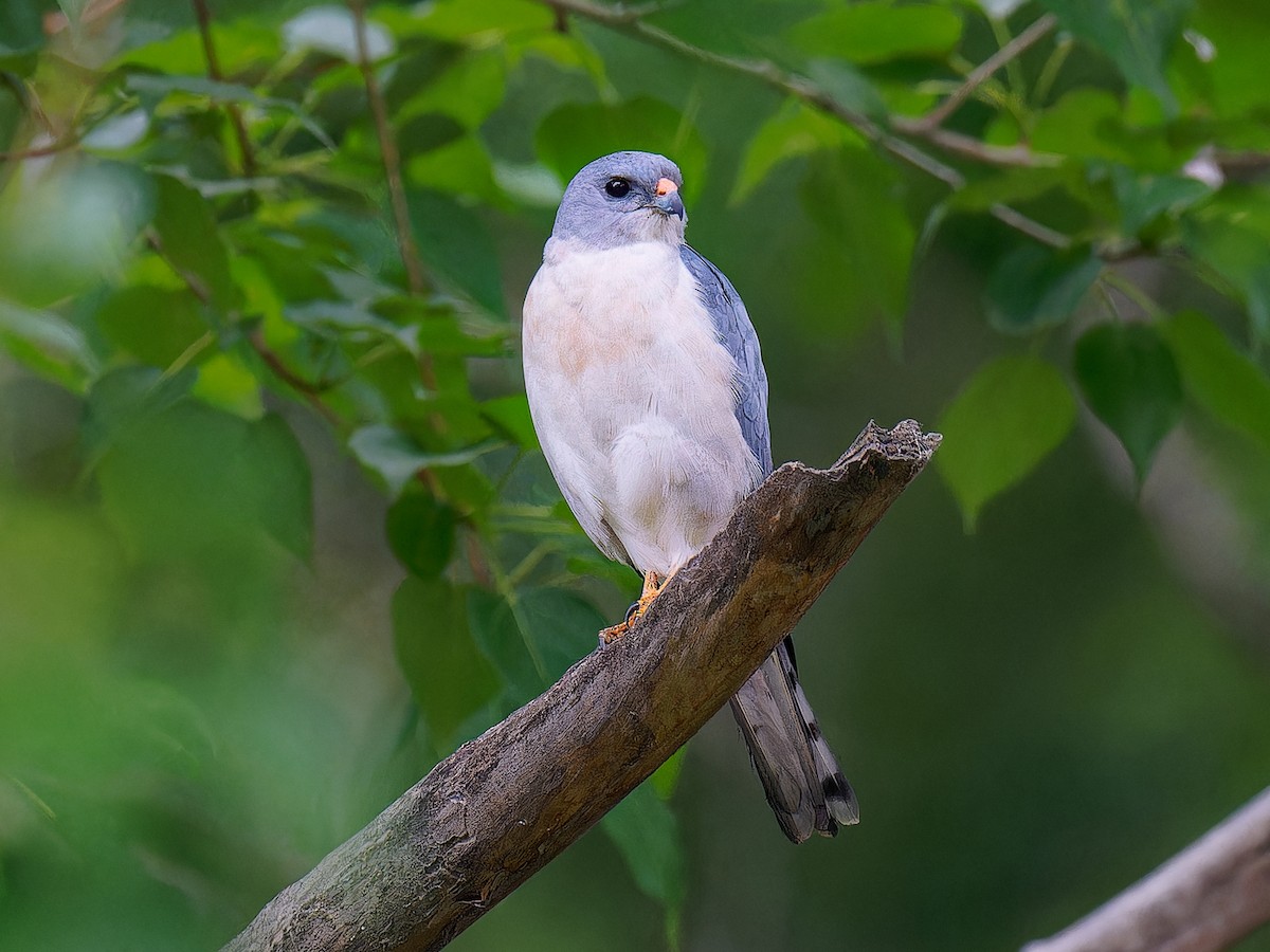 Chinese Sparrowhawk - Tachyspiza soloensis - Birds of the World