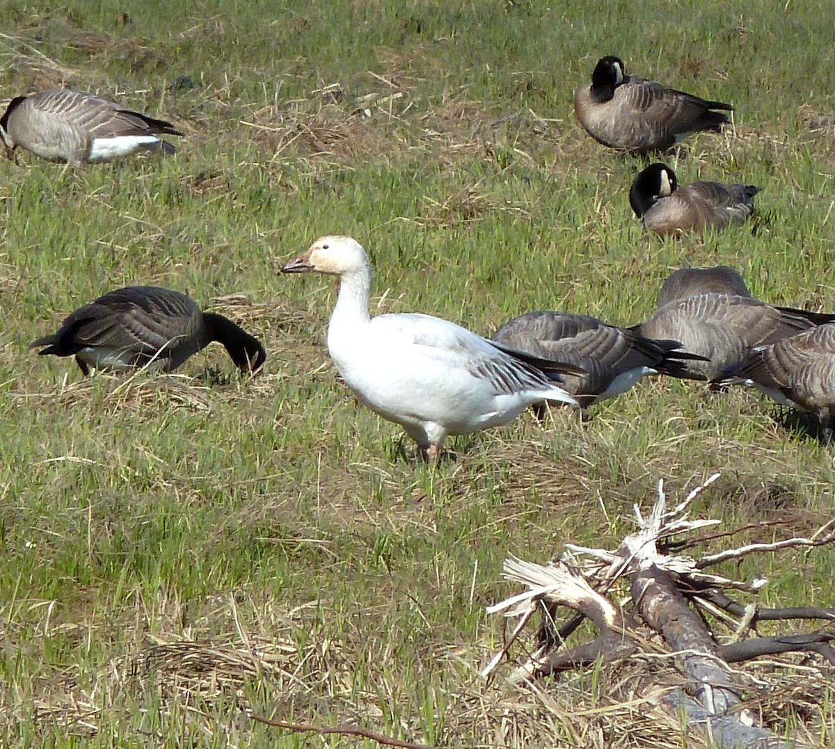 eBird Checklist - 20 May 2010 - Homer - 11 species