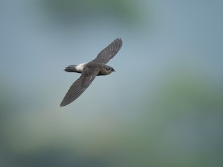 Band-rumped Swift - Chaetura spinicaudus - Birds of the World