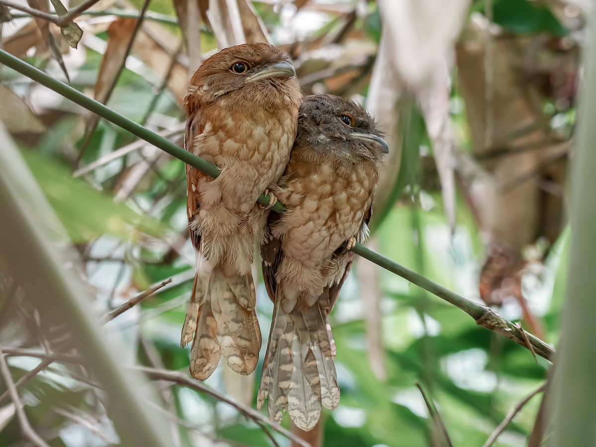 Gould's Frogmouth - Batrachostomus stellatus - Birds of the World