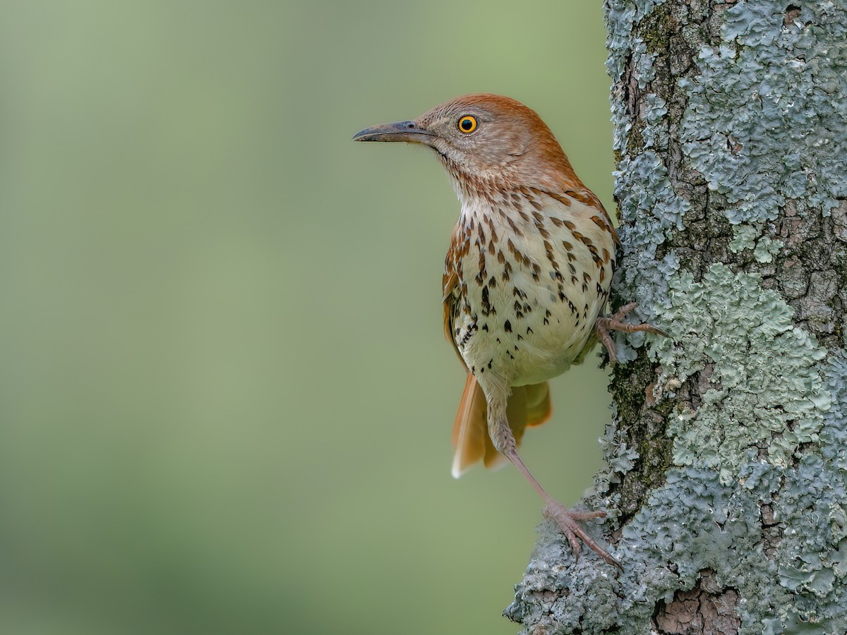 Brown Thrasher - Toxostoma rufum - Birds of the World
